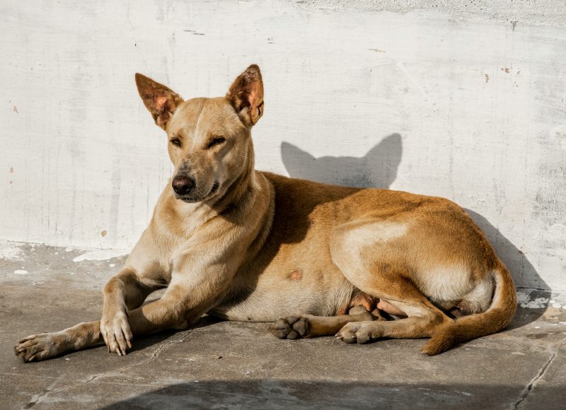 India's Indigenous Canine Companions: 5 Native Dog Breeds - Op-Ed Moped